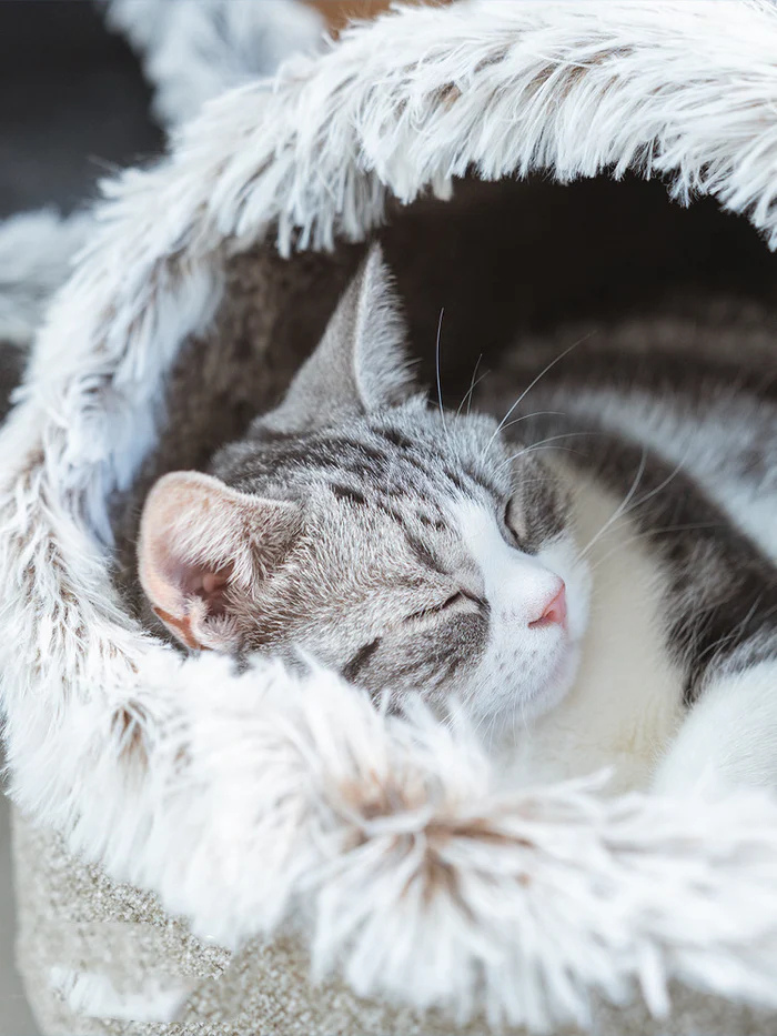 Catfri® CozyCat: Varm Og Cozy Reden For Katte – Nabelo Danmark